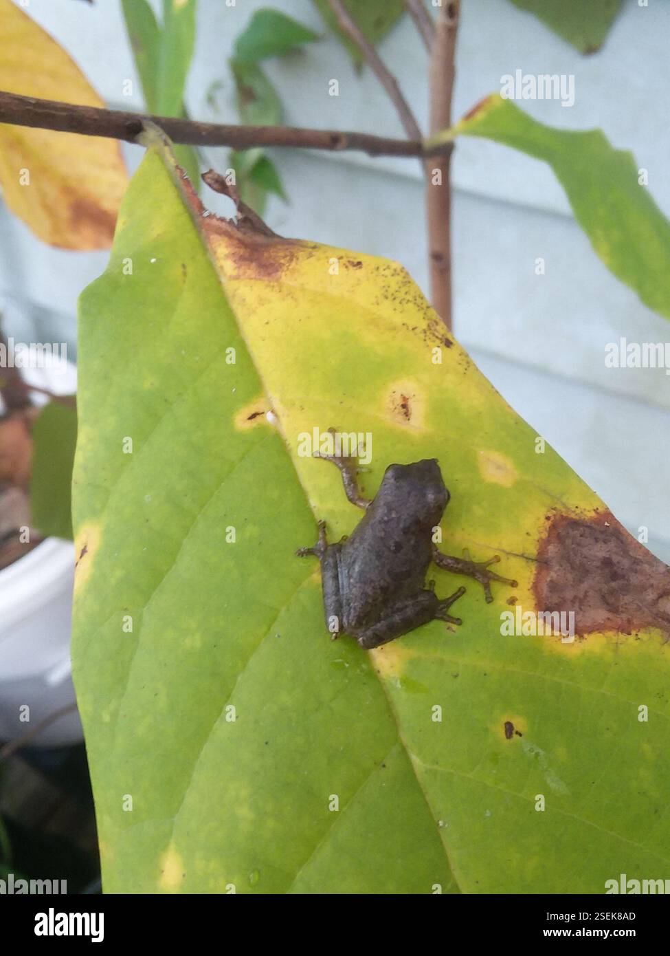 Squirrel Treefrog (Hyla squirella), Amphibia, 0 Windsor Forest ...