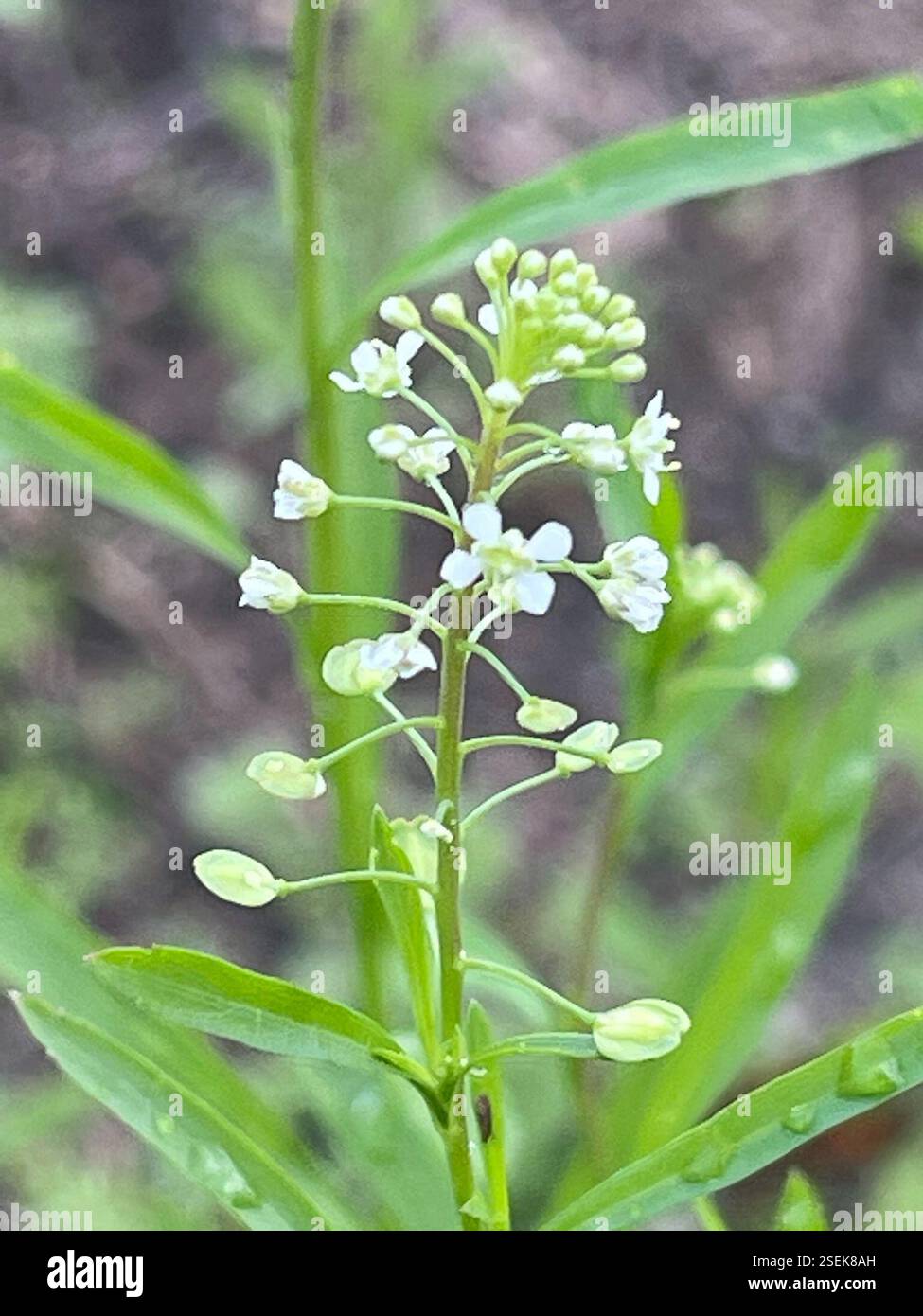 Virginia pepperweed (Lepidium virginicum), Plantae, Torreya State Park ...