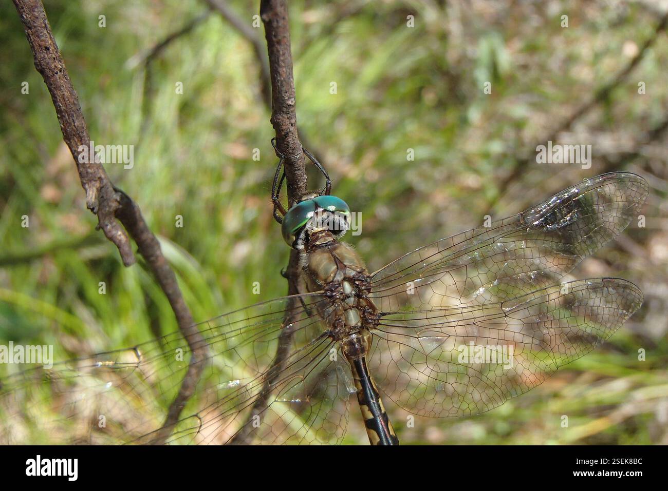 Australian Emerald Dragonfly (Hemicordulia australiae), Insecta, 62 ...
