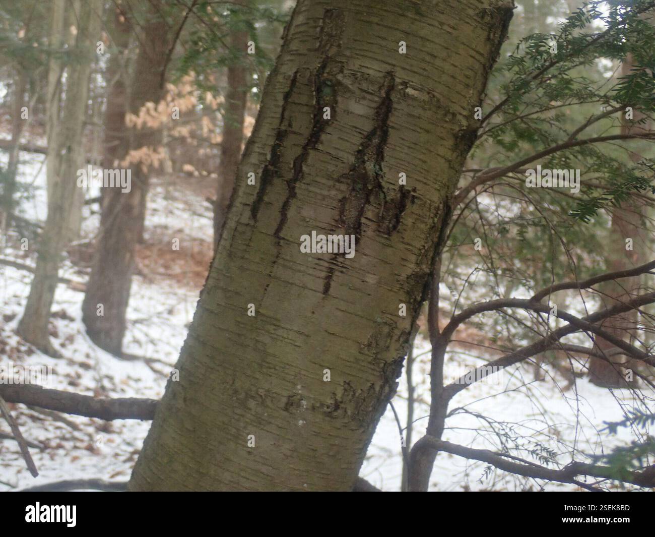 sweet birch (Betula lenta), Plantae, Franklin, Massachusetts, United ...