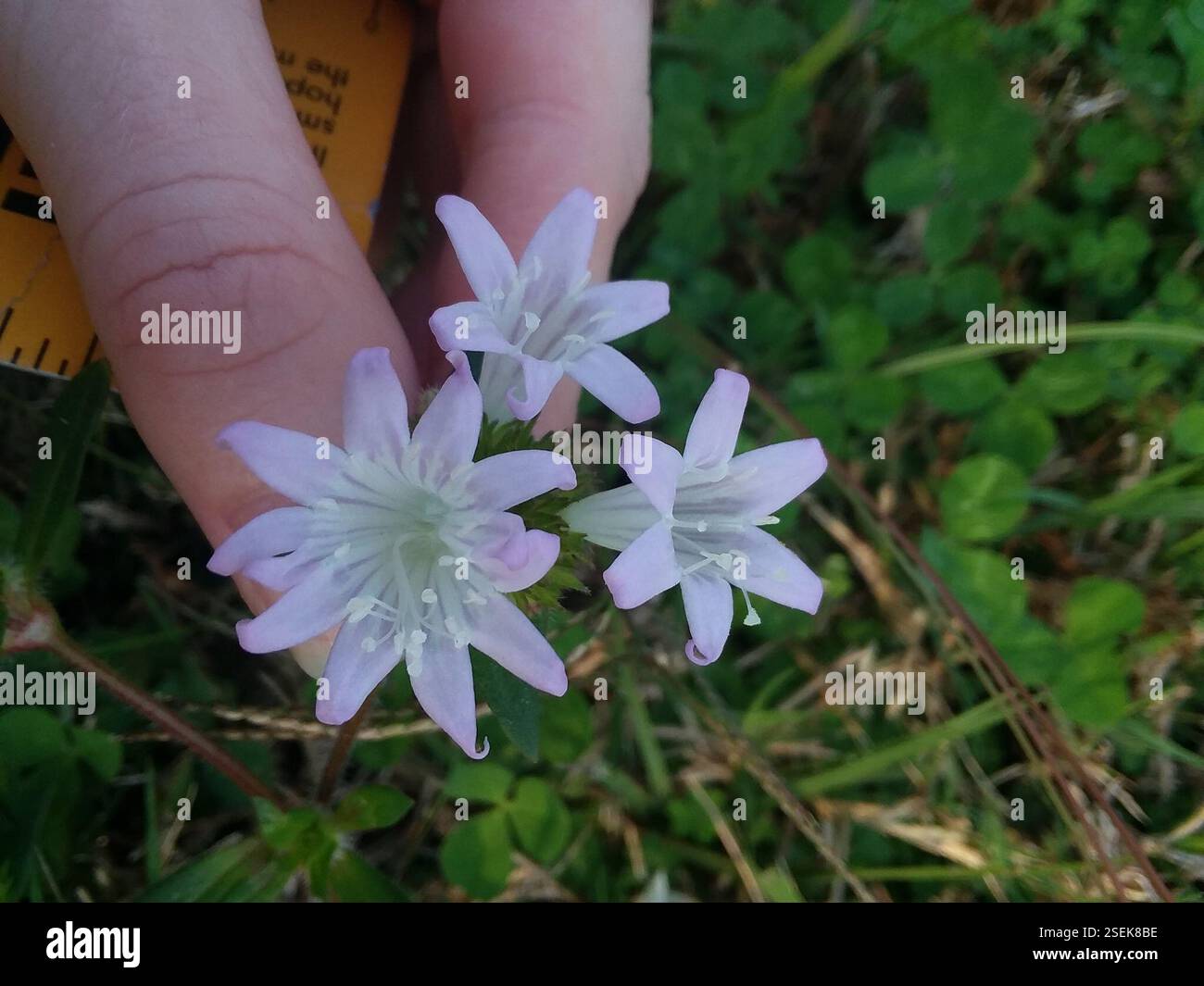 largeflower Mexican clover (Richardia grandiflora), Plantae, Windsor ...