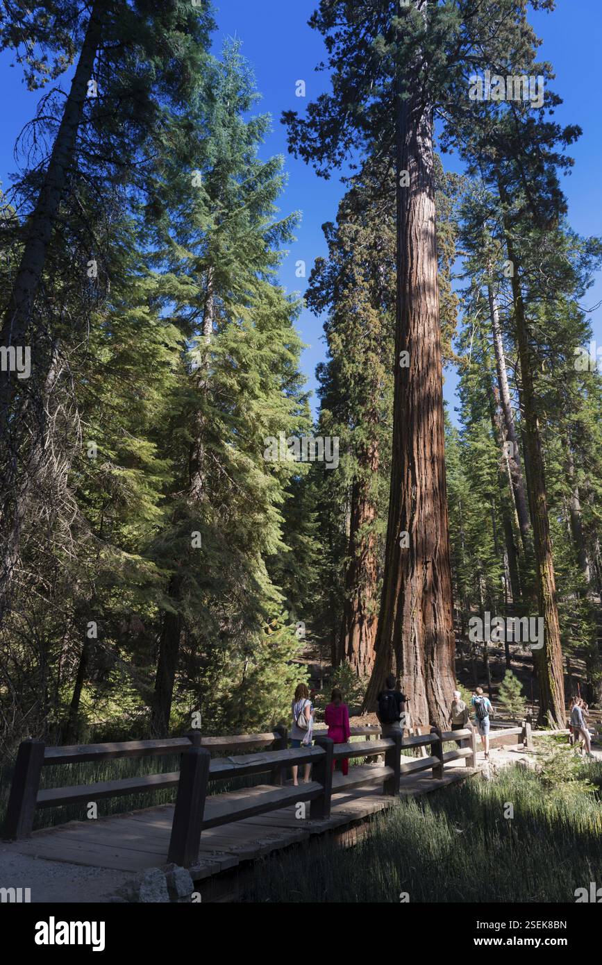 Giant sequoias in Yosemite NAtional Park, USA, North America Stock ...