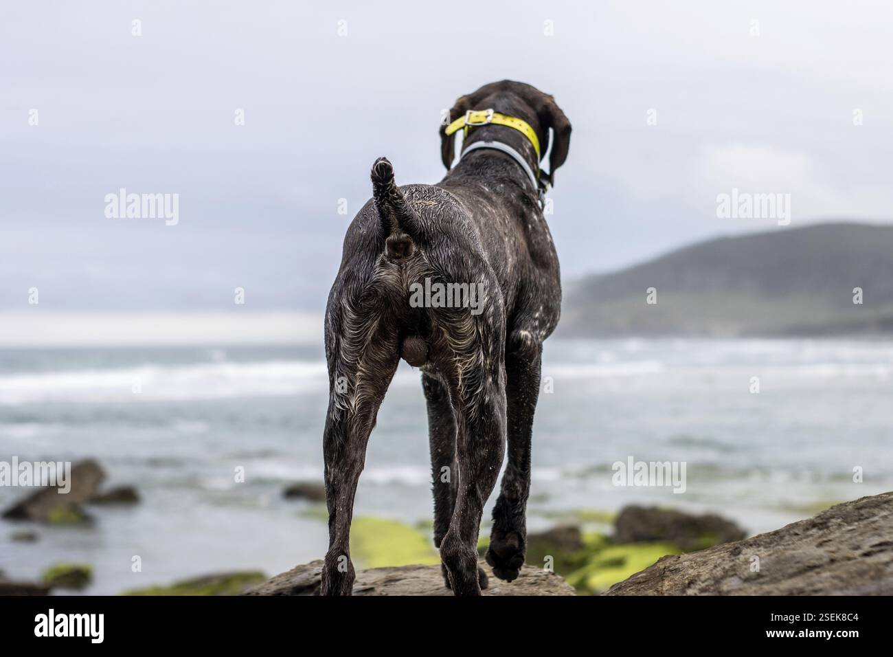 Portrait seen from behind of a German Braque dog observing the sea ...
