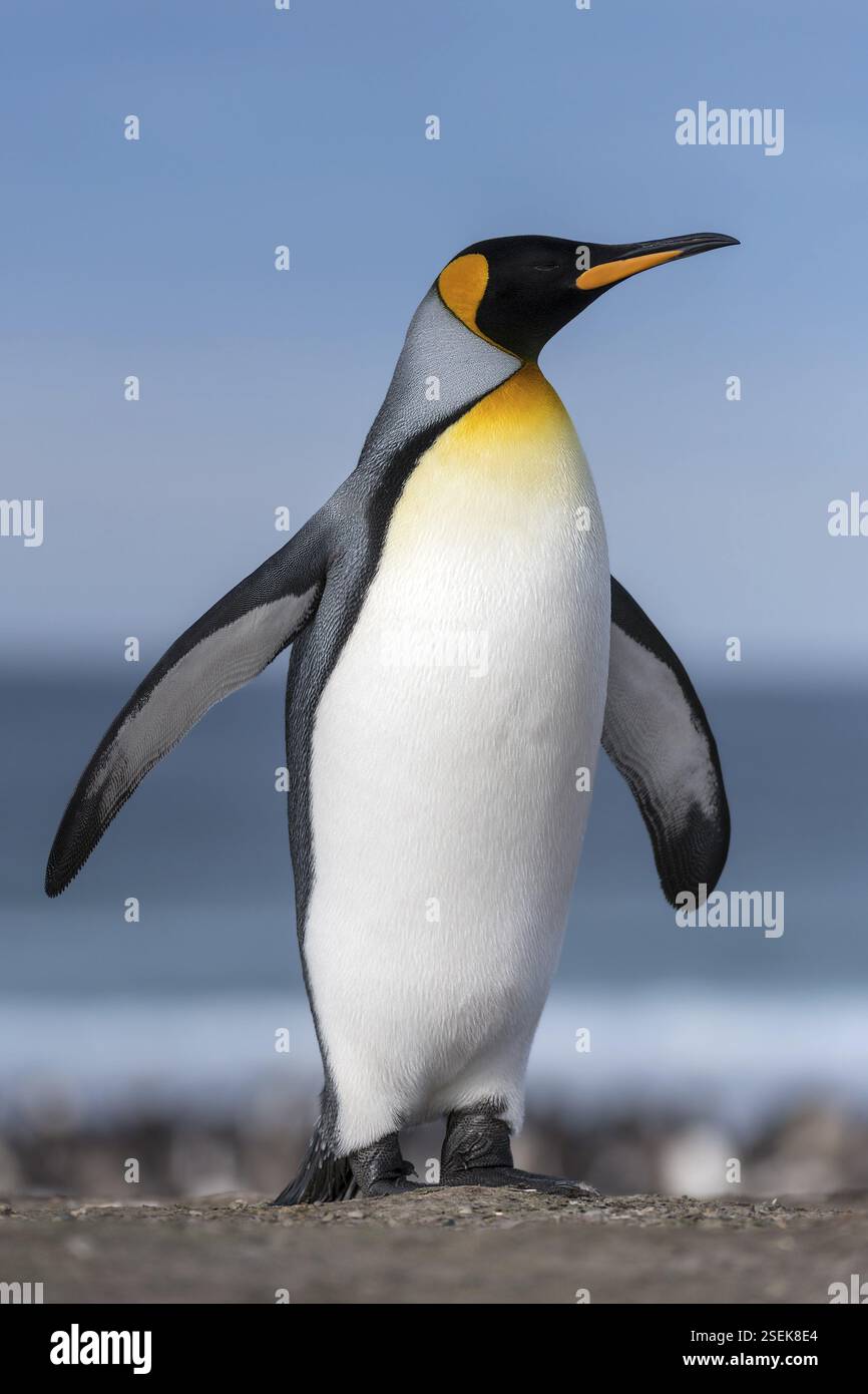 King Penguin, (Aptenodytes patagonicus patagonicus) The Neck, Saunders ...