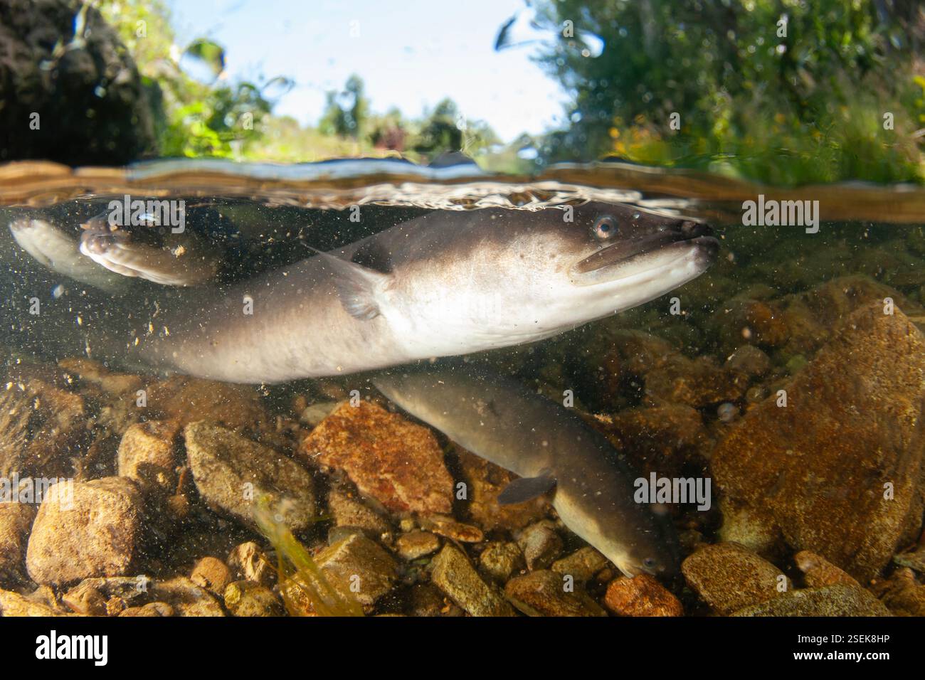New Zealand Longfin Eel, Anguilla dieffenbachi, in river, Endangered ...
