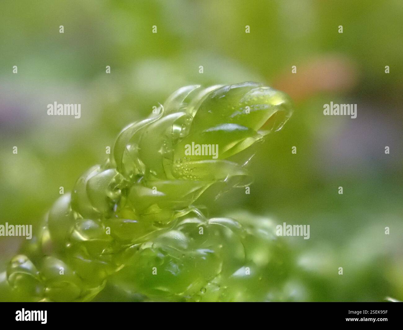 Cypress-leaved Plait-moss (Hypnum cupressiforme), Plantae, Nieuwe Tiend ...