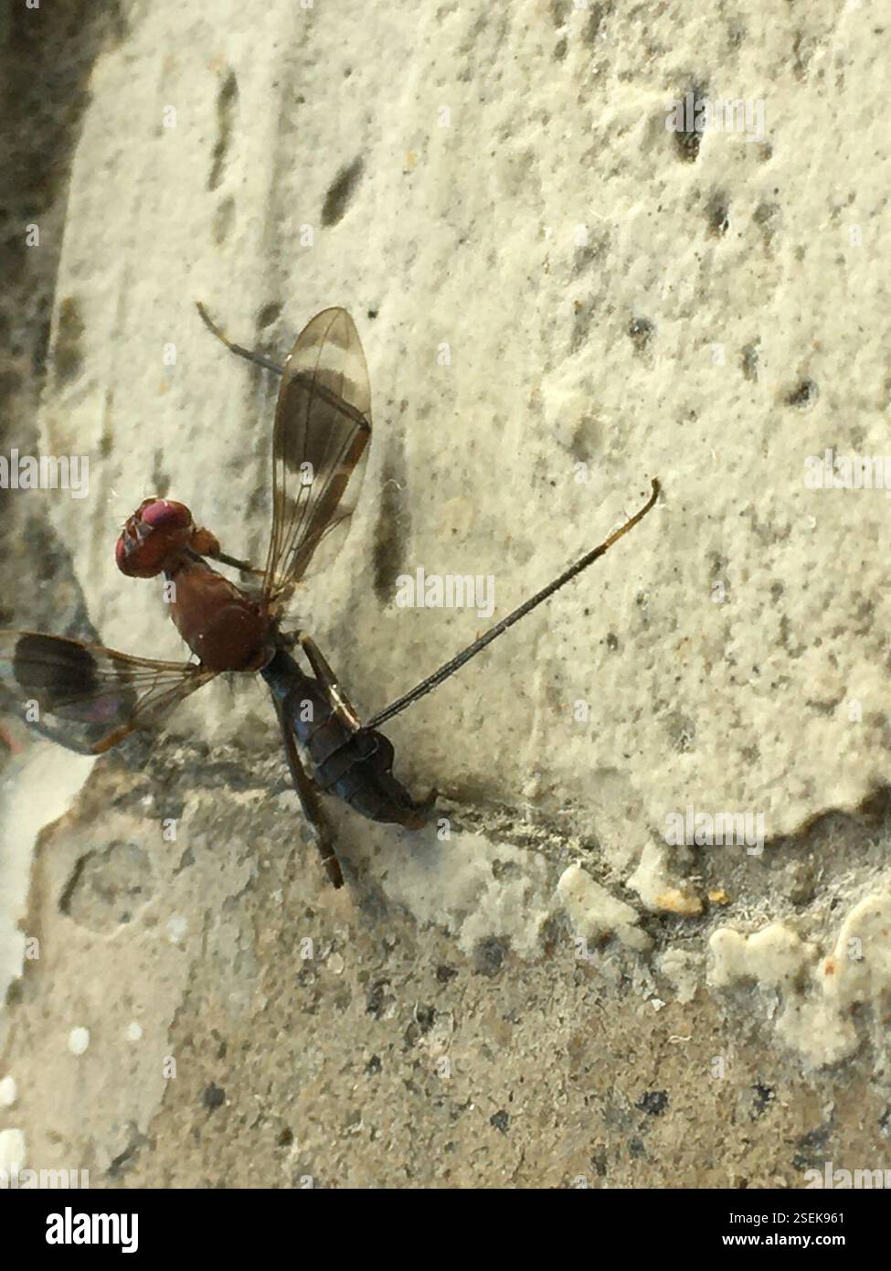 Stilt-legged Flies (Micropezidae), Insecta, Solidaridad, MX-QR, MX ...