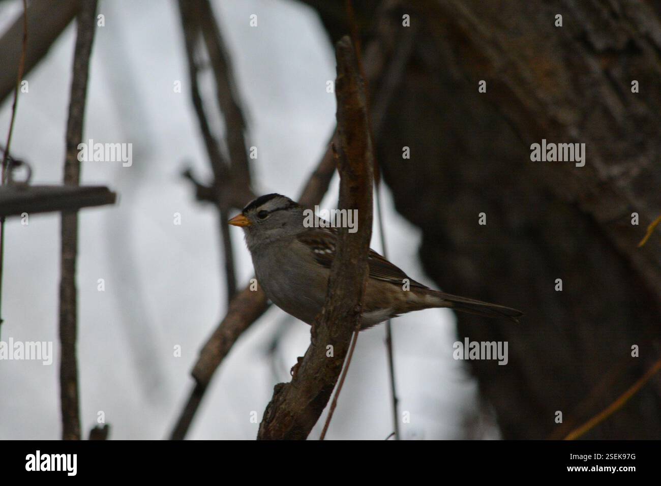 White-crowned Sparrow (Zonotrichia leucophrys), Aves, Munson Pond Park ...