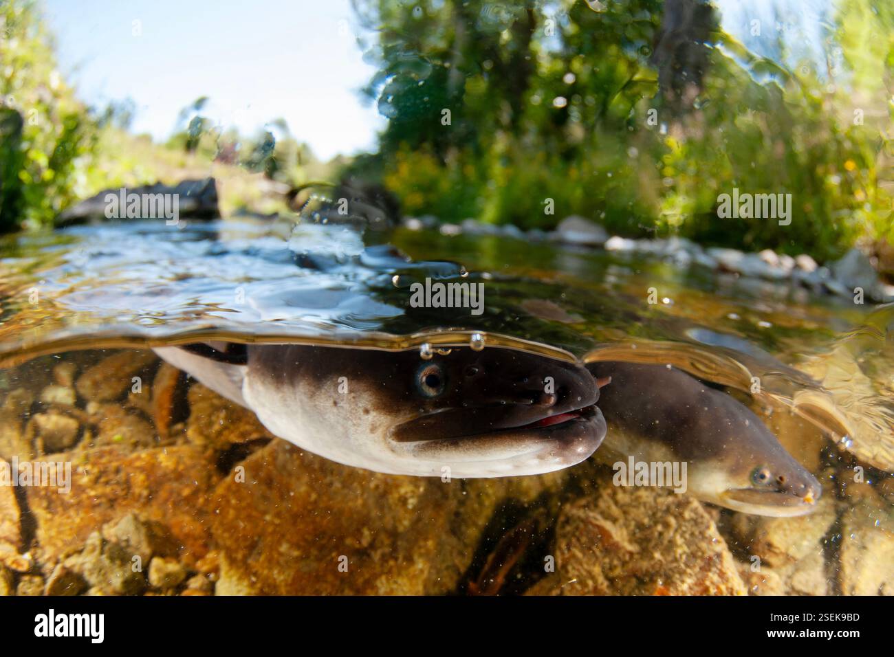 New Zealand Longfin Eel, Anguilla dieffenbachi, in river, Endangered ...