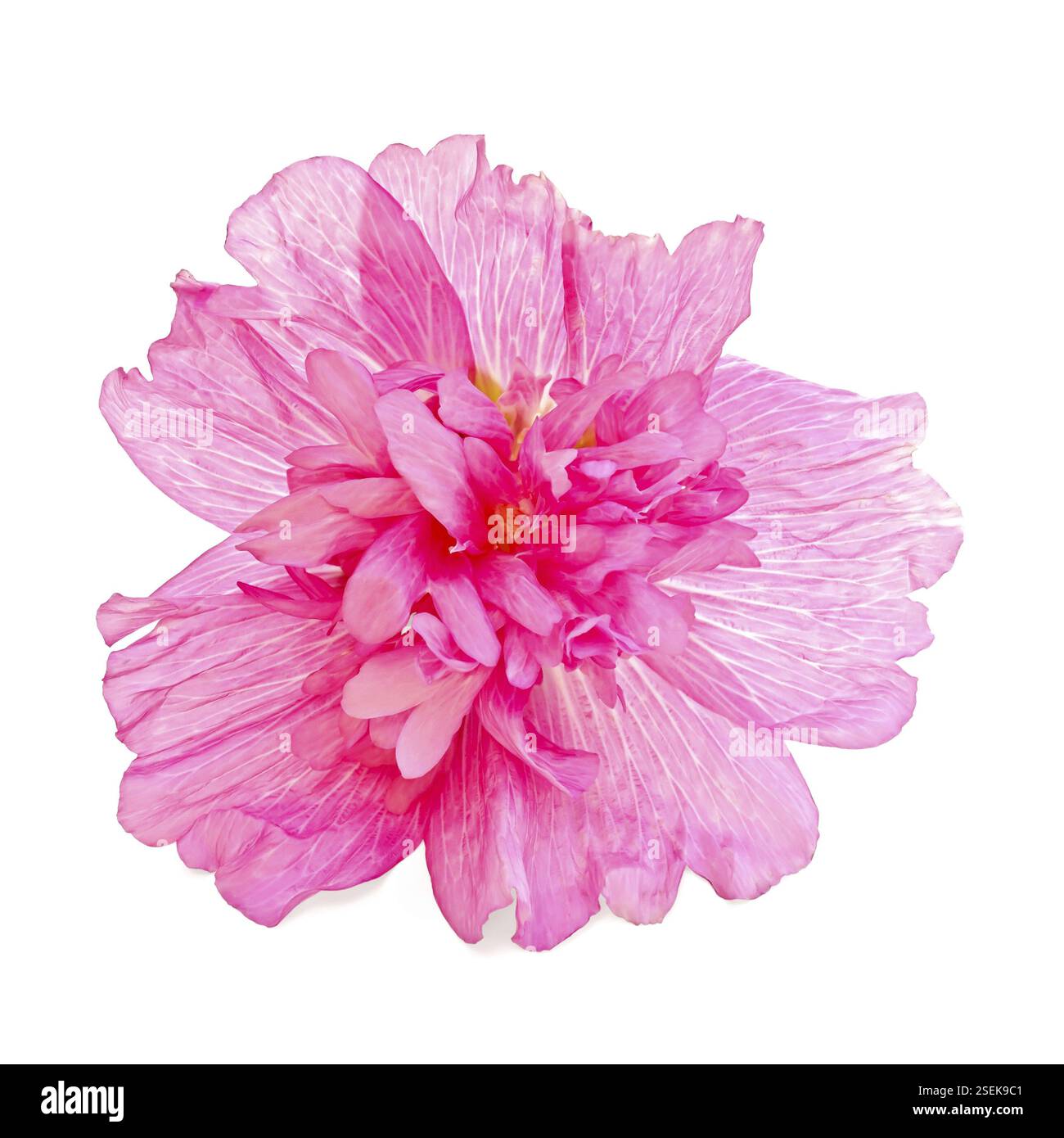 Bright pink mallow in Cut Out Stock Images & Pictures - Alamy