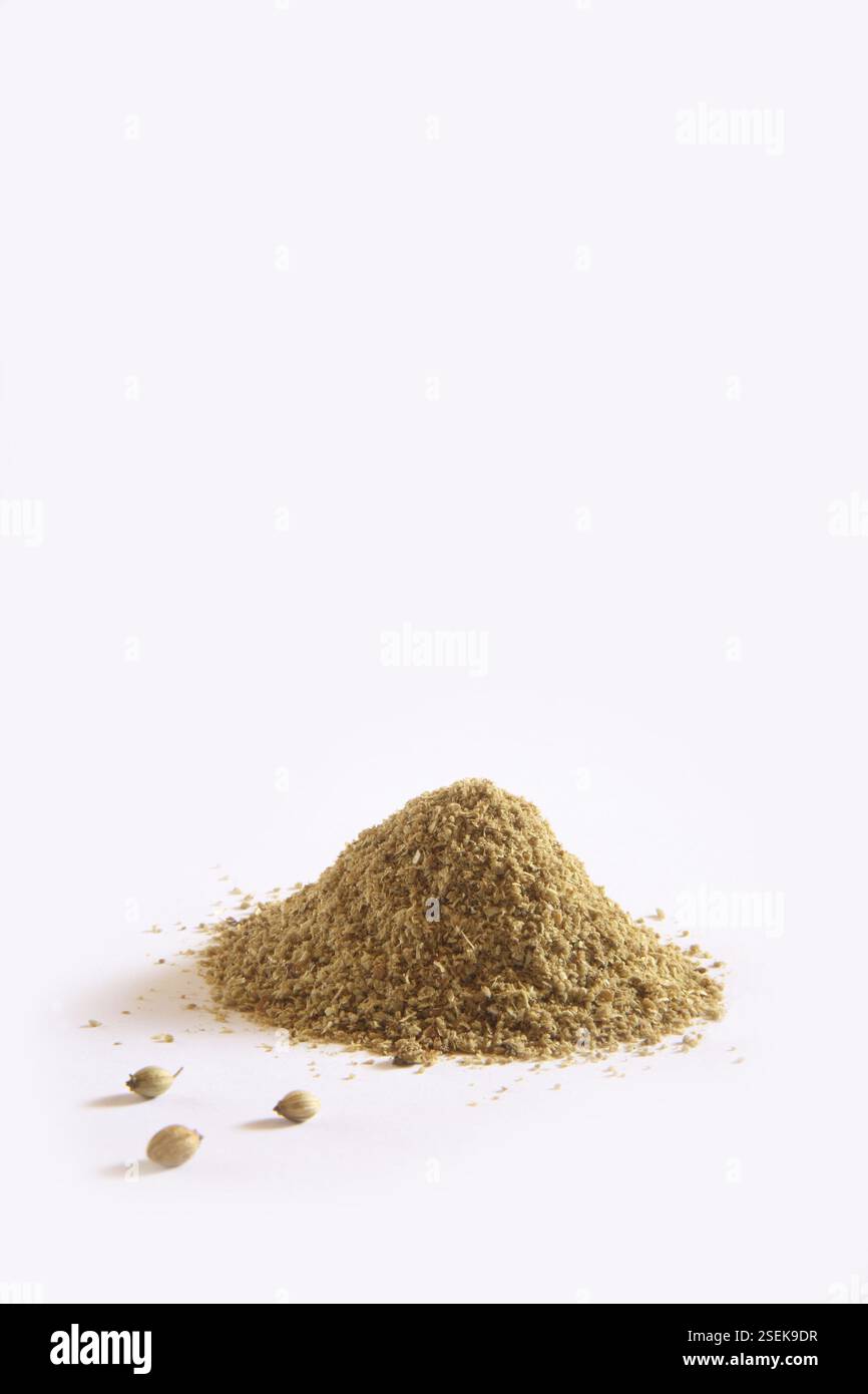 Indian spice, Coriander powder and seeds Dhania Coriand rum sativum on white background Stock ...