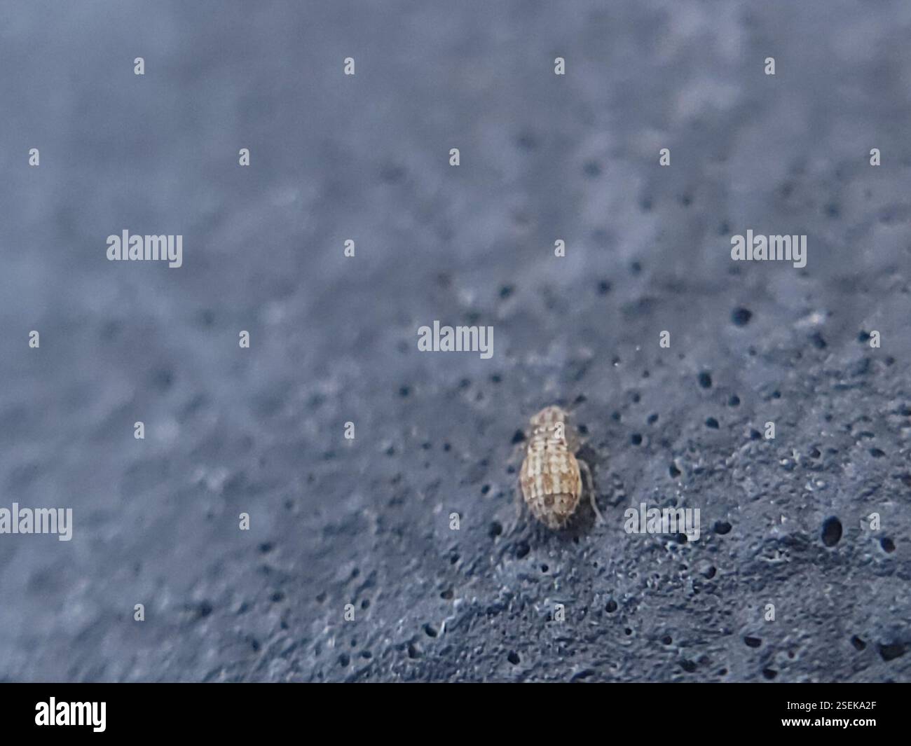 Barklice, Booklice, and Parasitic Lice (Psocodea), Insecta, Cupertino ...