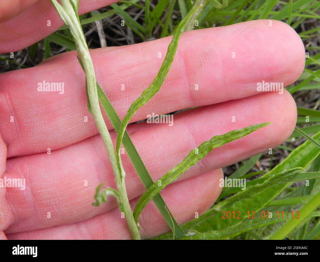 Icholocholo (Helichrysum nudifolium), Plantae, uMgungundlovu District ...