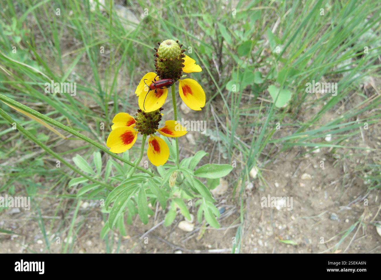 upright prairie coneflower (Ratibida columnifera), Plantae, Dufferin No ...