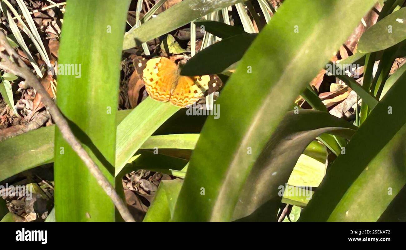 Rustic (Cupha erymanthis), Insecta, National Kandawgyi Botanical ...