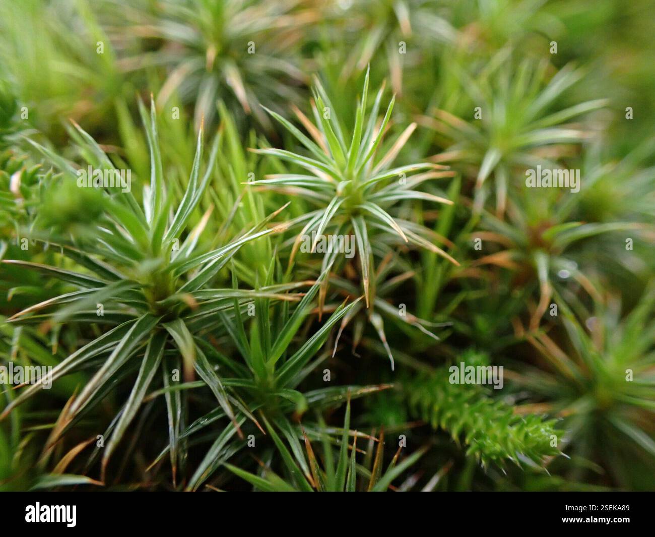 juniper haircap moss (Polytrichum juniperinum), Plantae, Capital ...