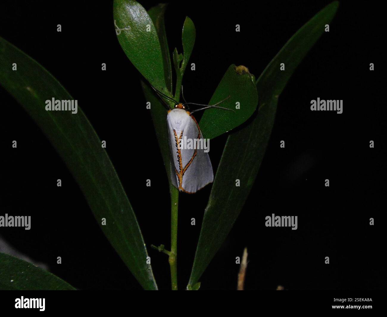 Orange-rimmed Satin Moth (Thalaina selenaea), Insecta, Hobart TAS ...