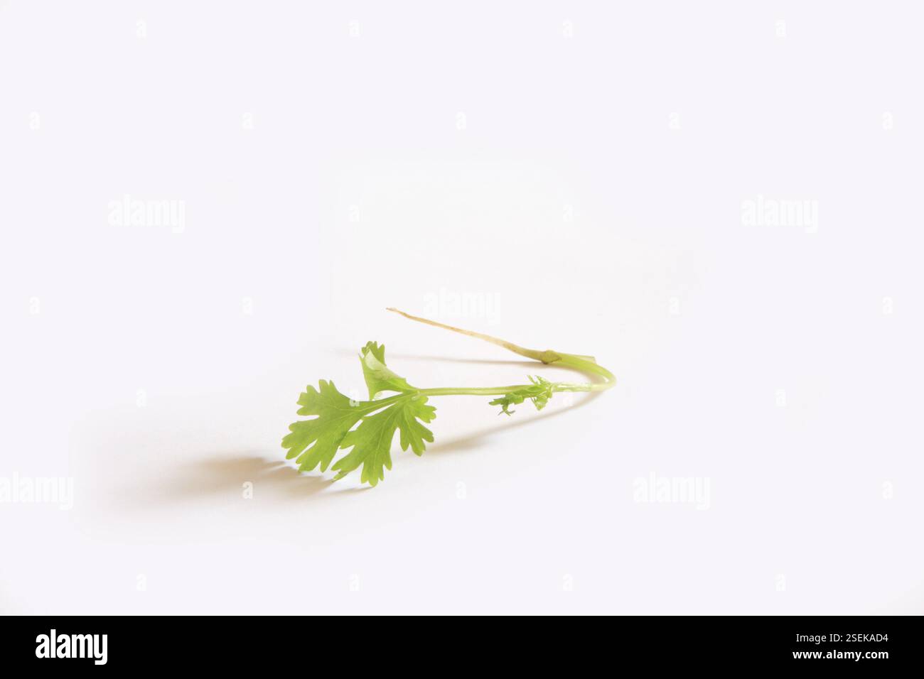 Indian spice, fresh Coriander leaves Dhania Coriand rum sativum on white background Stock Photo ...