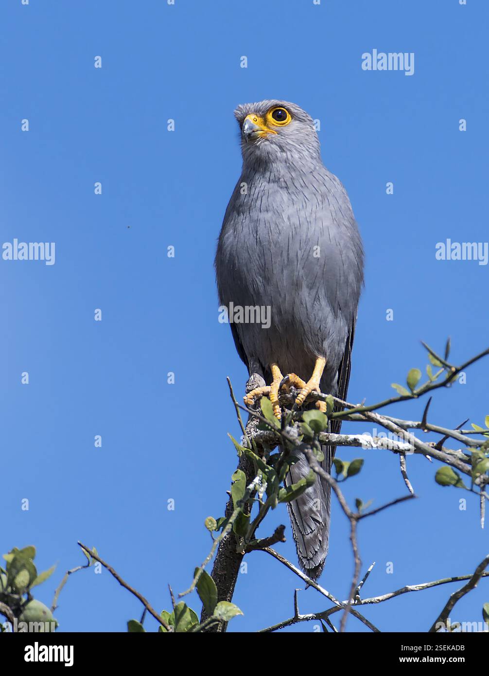 Grey falcon on perch, (Falco ardosiaceus), animals, birds, African bird ...