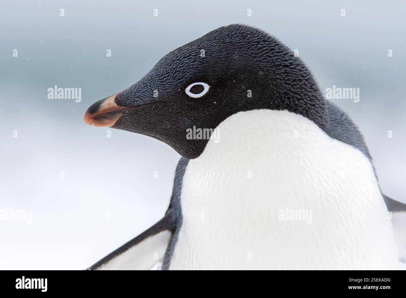 Adelie Penguin, Portrait, Animals, Birds, Penguins, (Pygoscelis adeliae ...