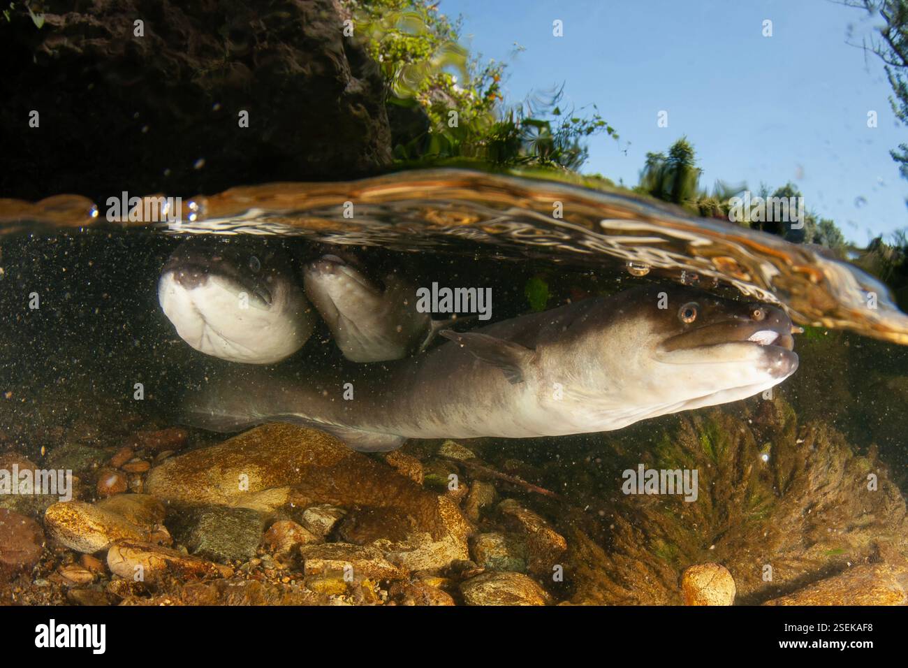 New Zealand Longfin Eel, Anguilla dieffenbachi, in river, Endangered ...