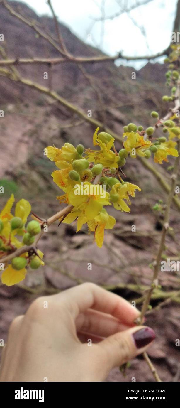 palo brea (Parkinsonia praecox), Plantae, Guachipas, Salta, Argentina ...