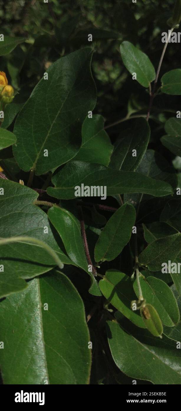 (Janusia guaranitica), Plantae, Capital, Salta, Argentina Stock Photo ...