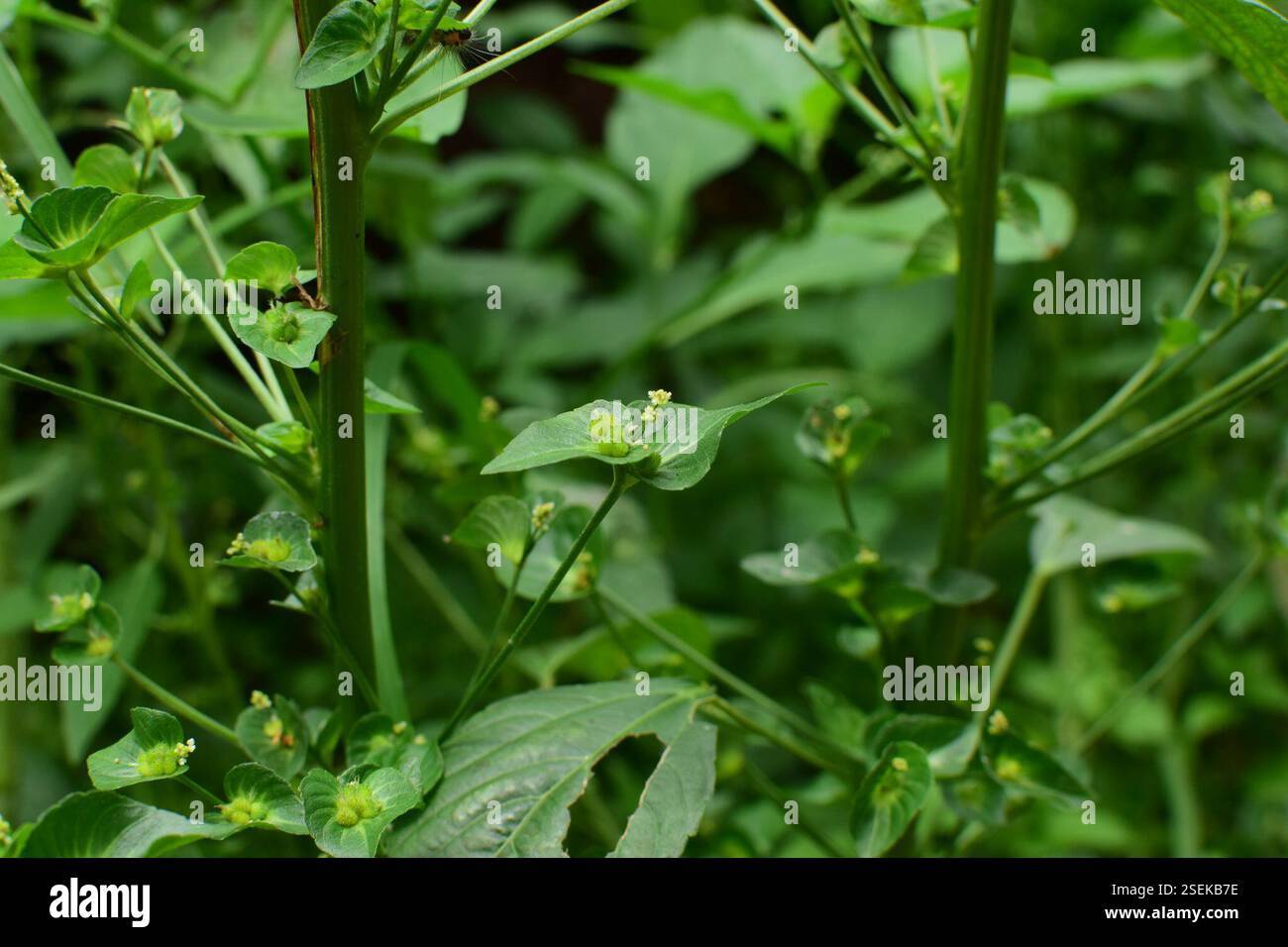 Asian Copperleaf (Acalypha australis), Plantae, 中国浙江省杭州市西湖区 Stock Photo ...