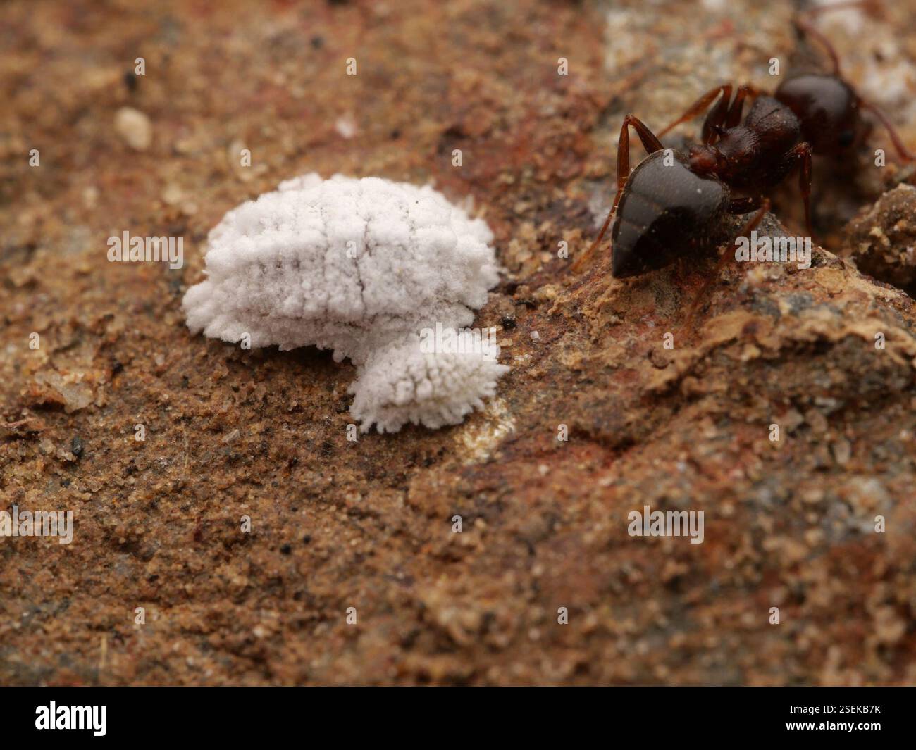 Mealybugs (Pseudococcidae), Insecta, La Paz, Baja California Sur ...