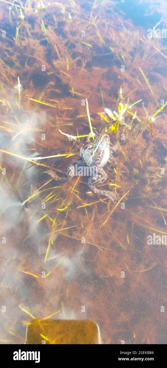 Cape Platanna (Xenopus gilli), Amphibia, Cape Point, Cape Town, South ...