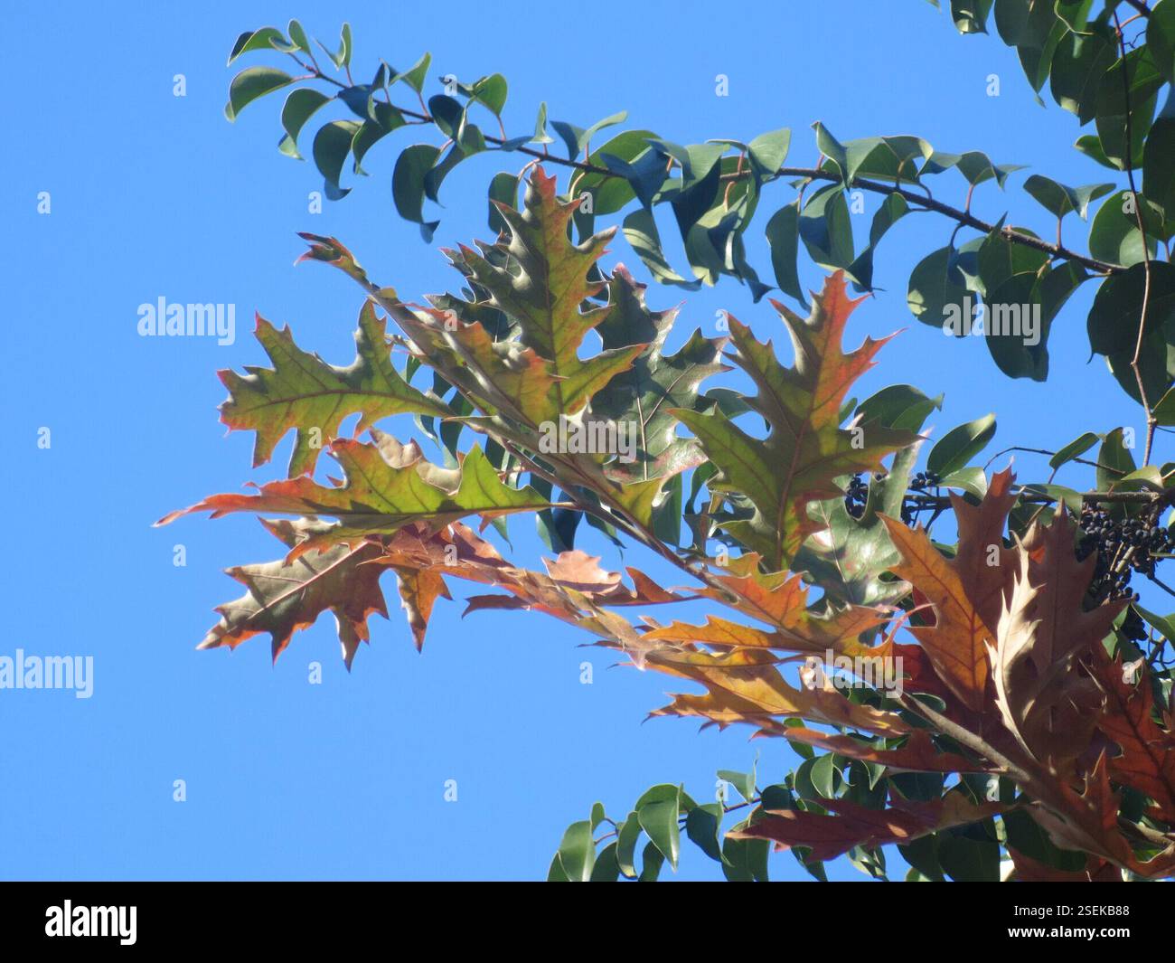 cherrybark oak (Quercus pagoda), Plantae, WF NFN "Community" Garden ...