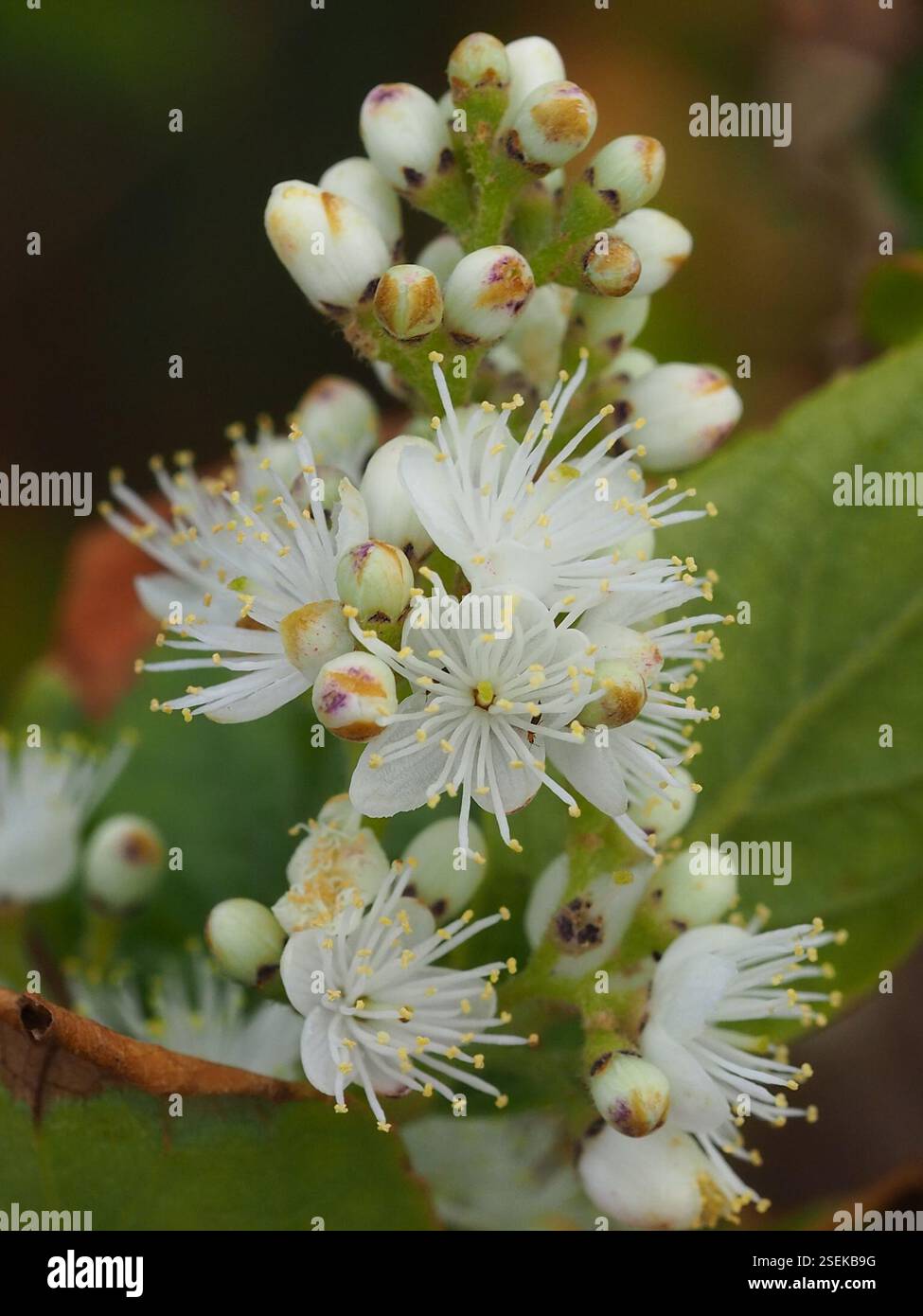 sapphire-berry (Symplocos paniculata), Plantae, 台灣苗栗縣 Stock Photo - Alamy