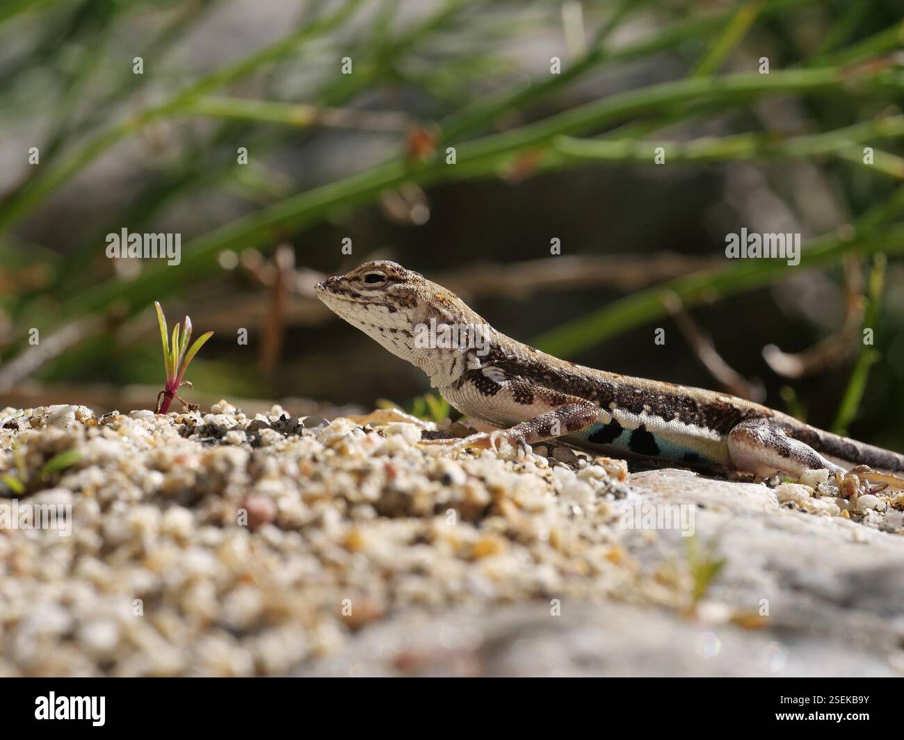 Zebra-tailed Lizard (Callisaurus draconoides), Reptilia, Municipio Los ...