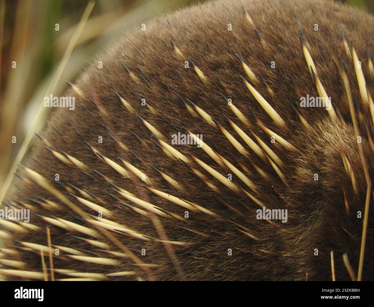 Tasmanian Echidna (Tachyglossus aculeatus setosus), Mammalia, Hobart ...
