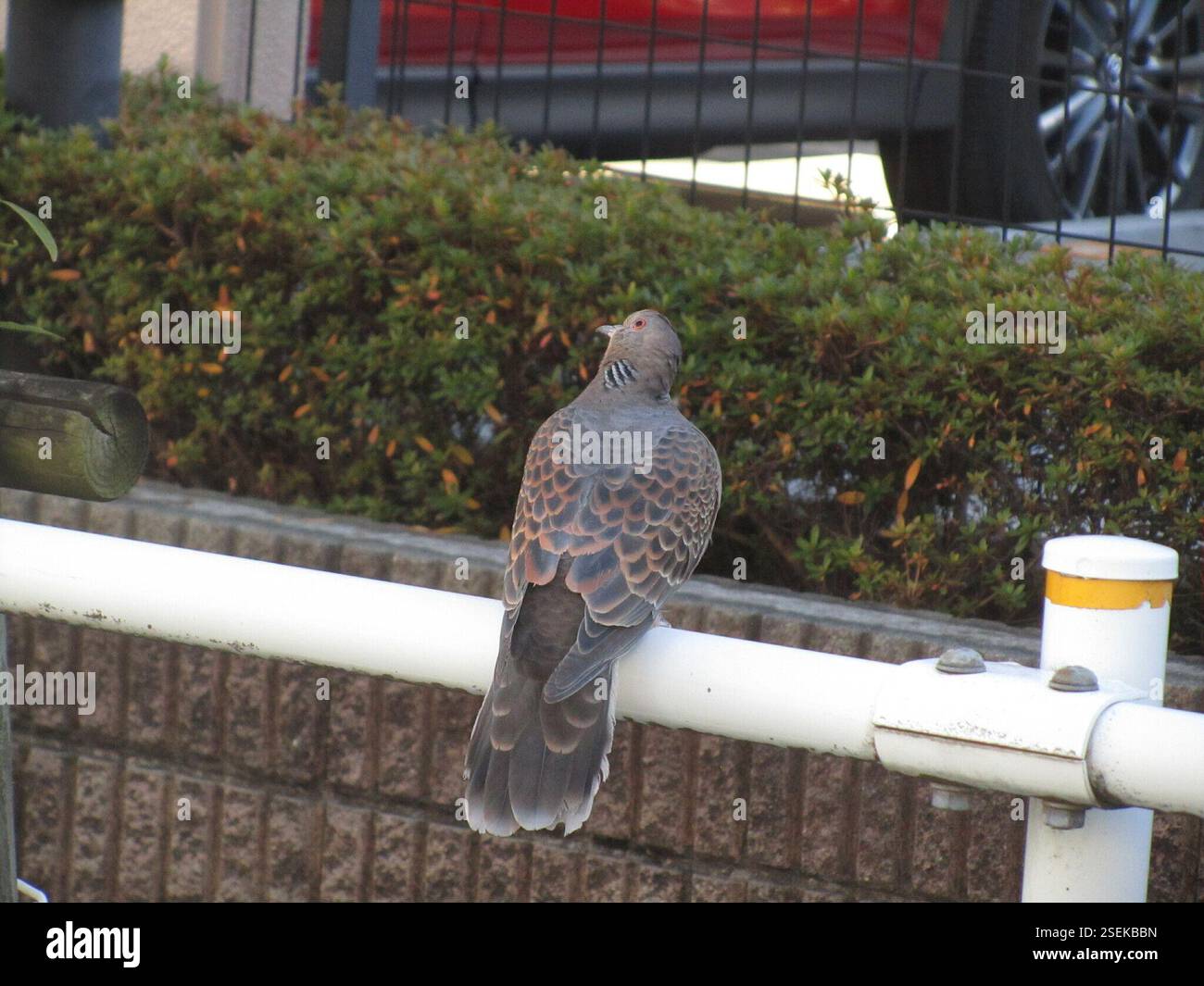 Oriental Turtle-Dove (Streptopelia orientalis), Aves, Takashimadaira ...