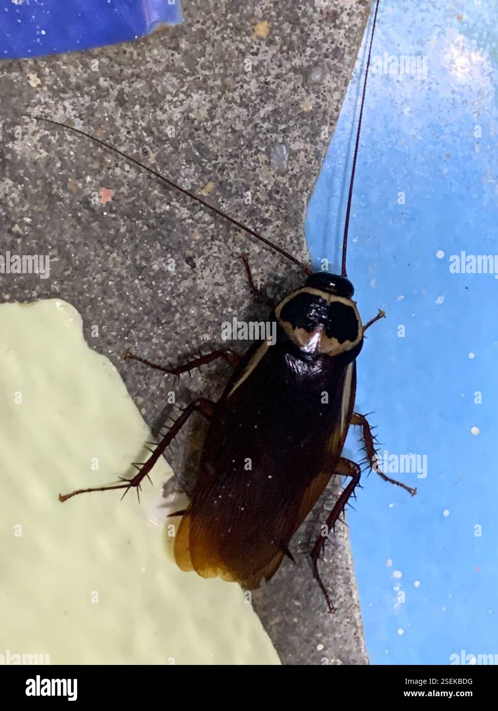 Australian Cockroach (Periplaneta australasiae), Insecta, Ko Phi Phi ...