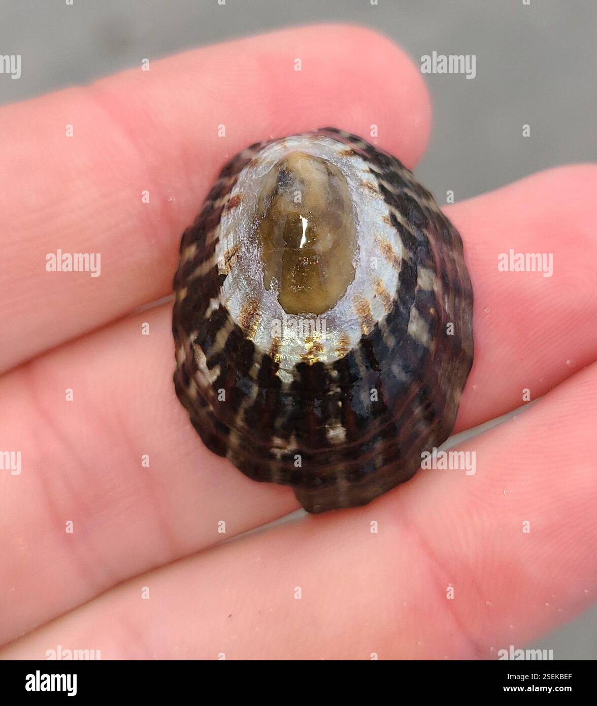 (Cellana strigilis), Mollusca, Aramoana, New Zealand Stock Photo - Alamy