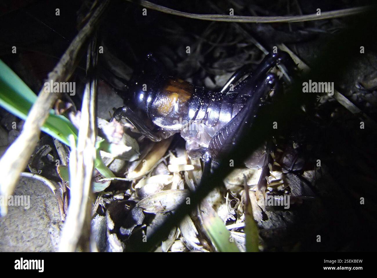 Wētā and King Crickets (Anostostomatidae), Insecta, 62 Railway Parade ...