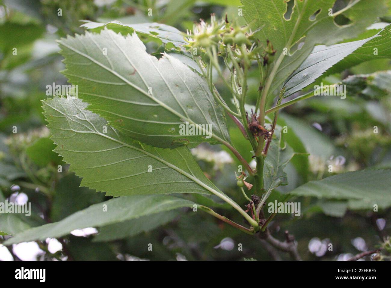 Large-thorn hawthorn (Crataegus macracantha), Plantae, Champlain ...