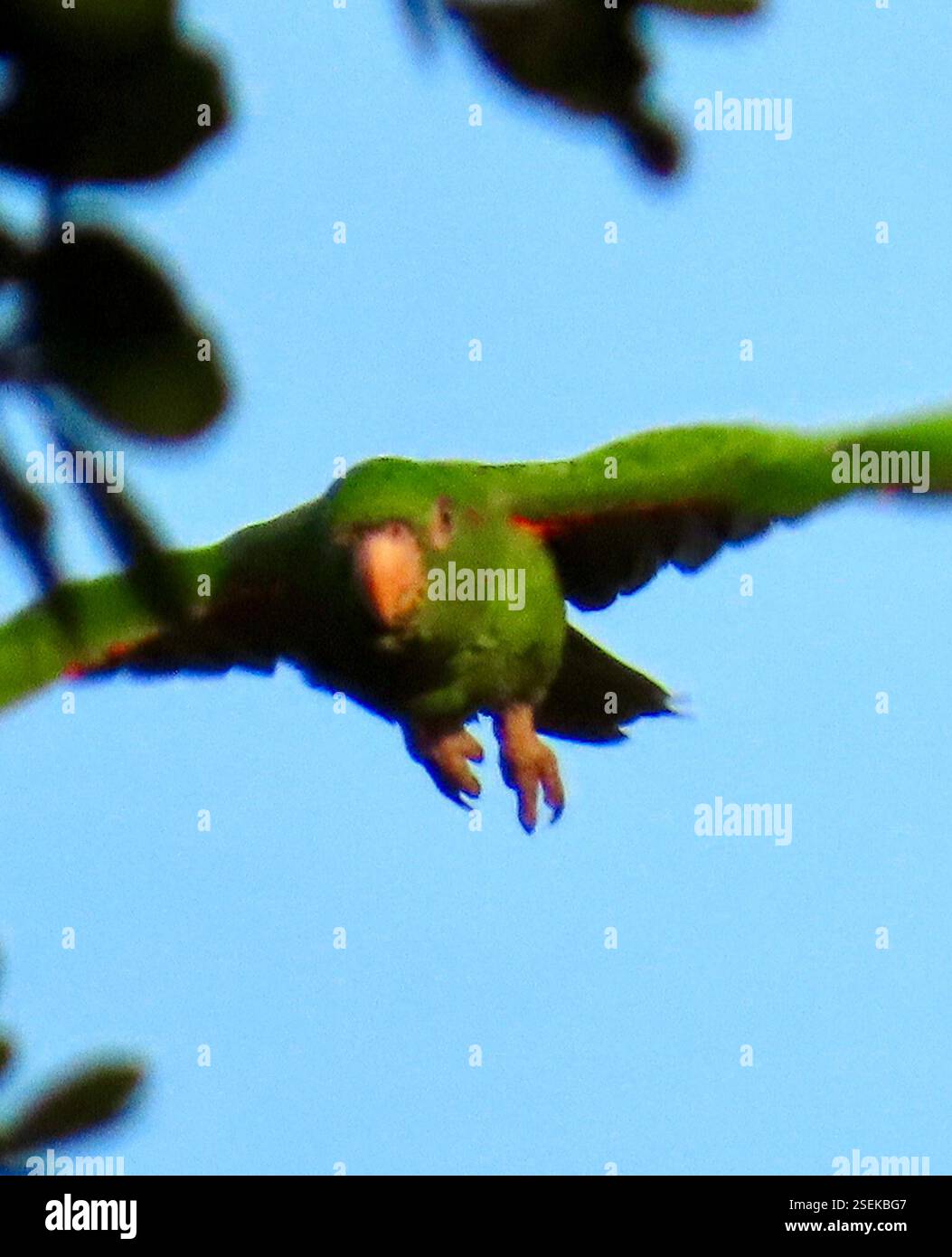 Cuban Parakeet (Psittacara euops), Aves, Cuba, A flock of about 20 ...