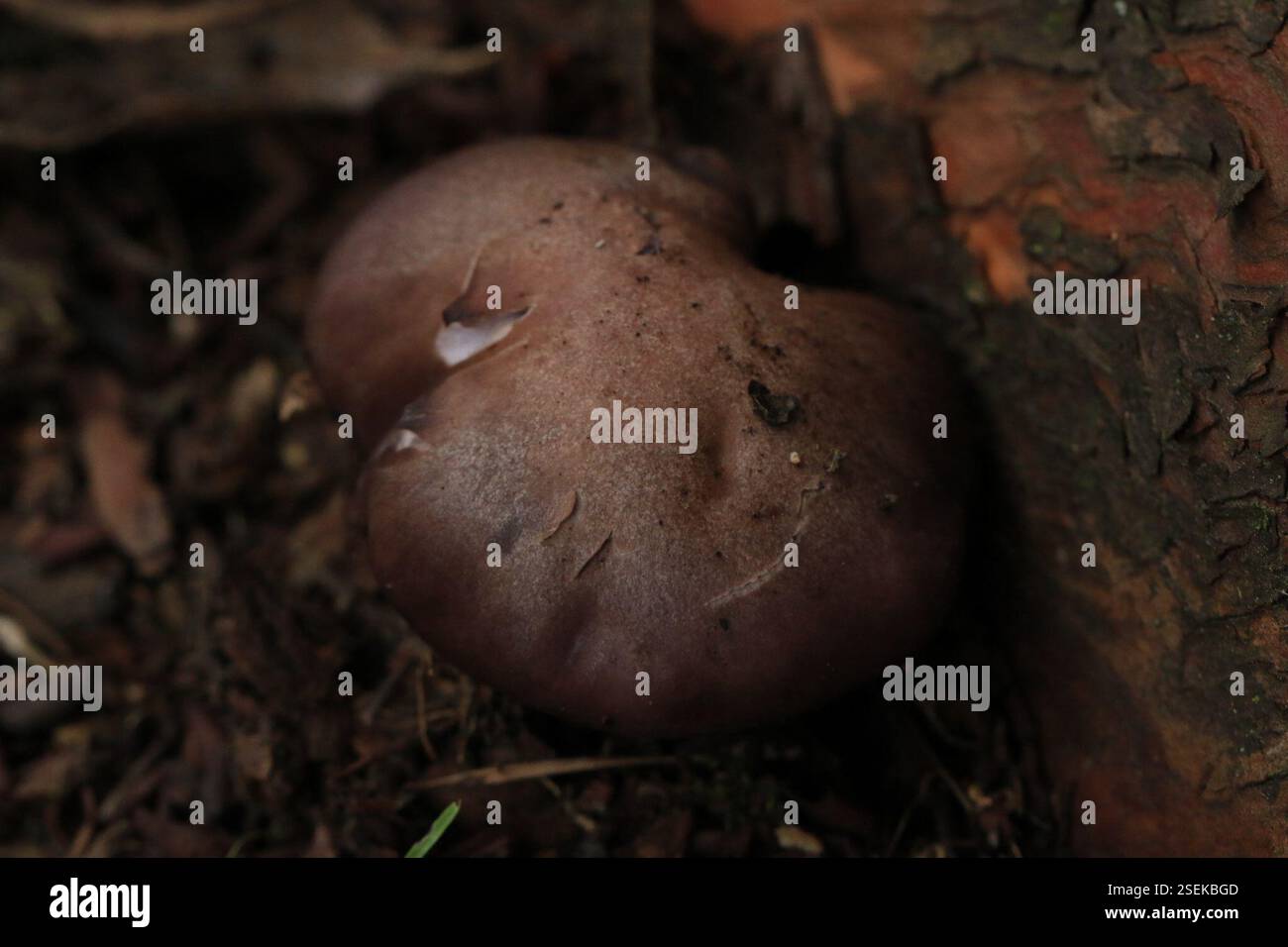 Blewit (Collybia nuda), Fungi, Eugene, OR, USA, Picture 6 shows ...