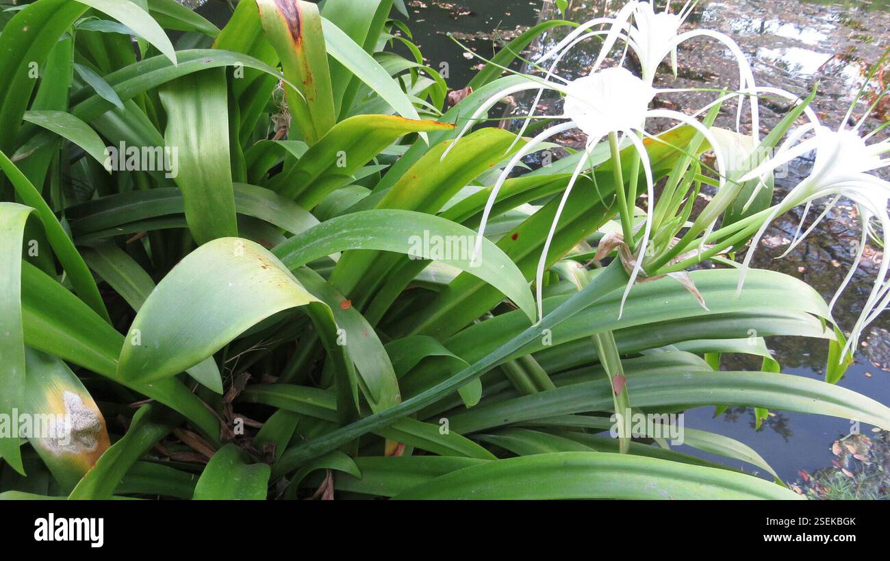 Beach Spider Lily (Hymenocallis littoralis), Plantae, Бангкок, Таиланд ...