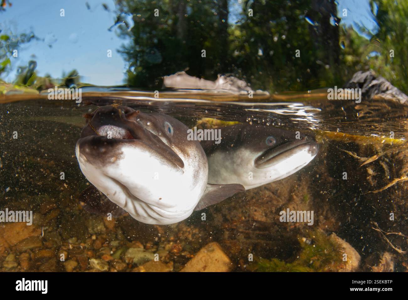New Zealand Longfin Eel, Anguilla dieffenbachi, in river, Endangered ...