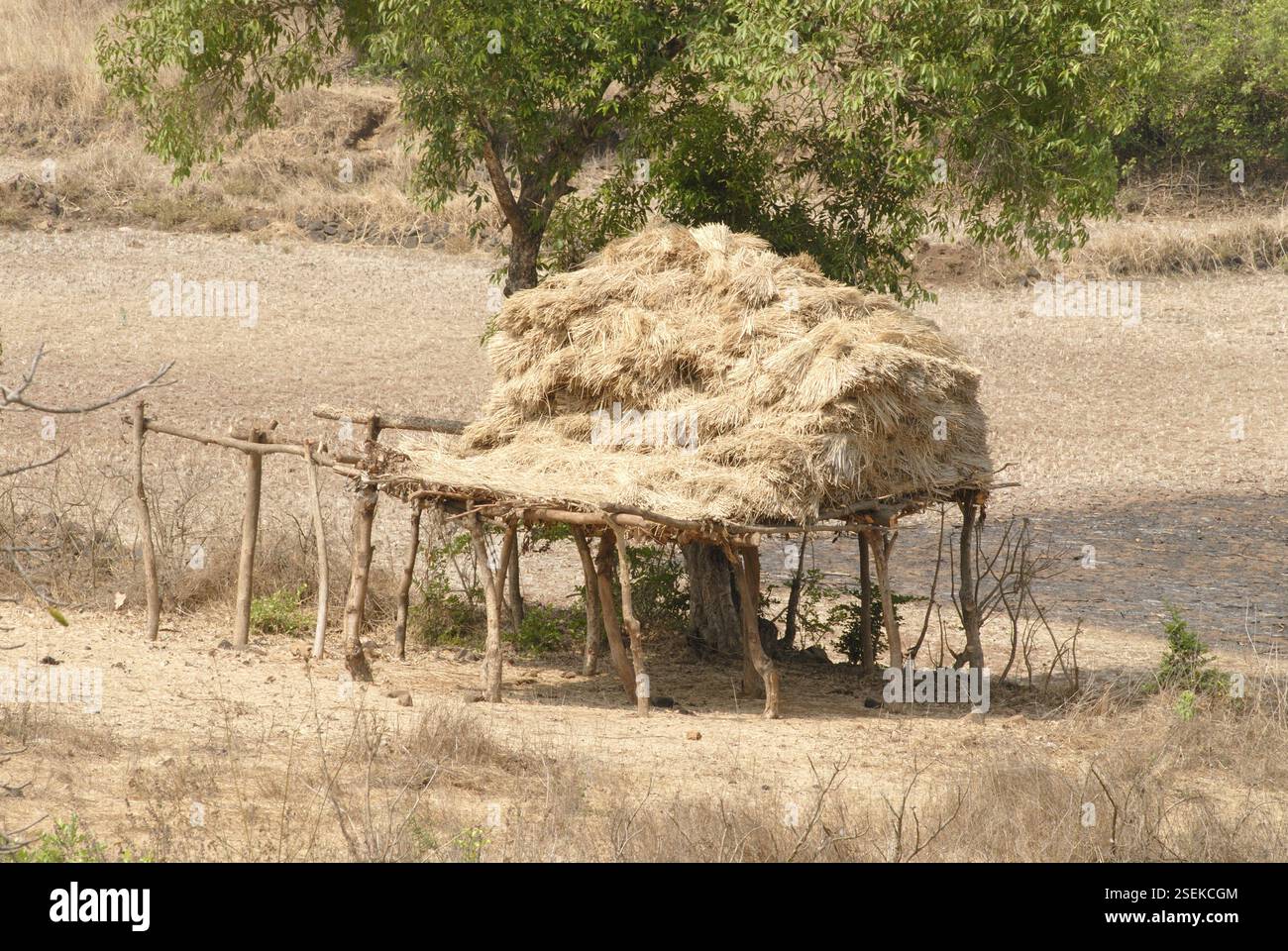 Hay sack hayrick kept on platform of props dry grass, Village ...
