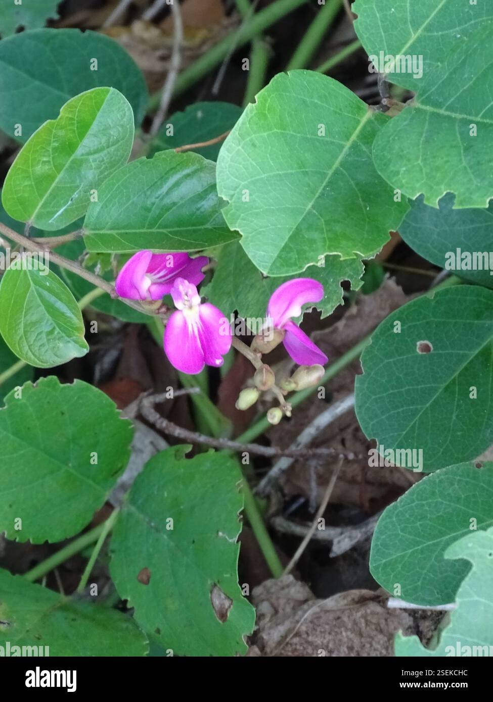 Beach Bean (Canavalia rosea), Plantae, Key West, FL 33040, USA Stock ...