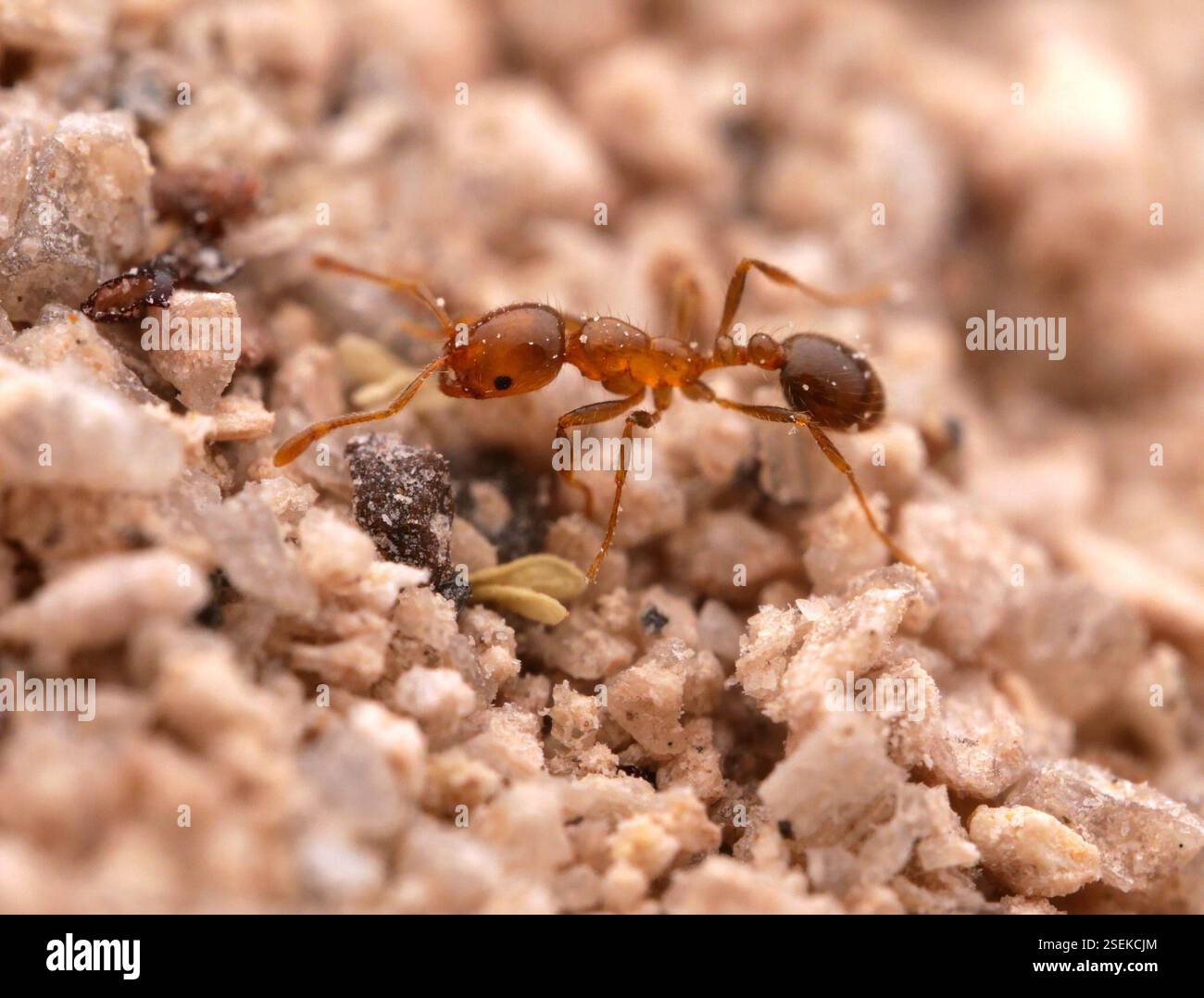 Southern Fire Ant (Solenopsis xyloni), Insecta, La Paz, Baja California ...