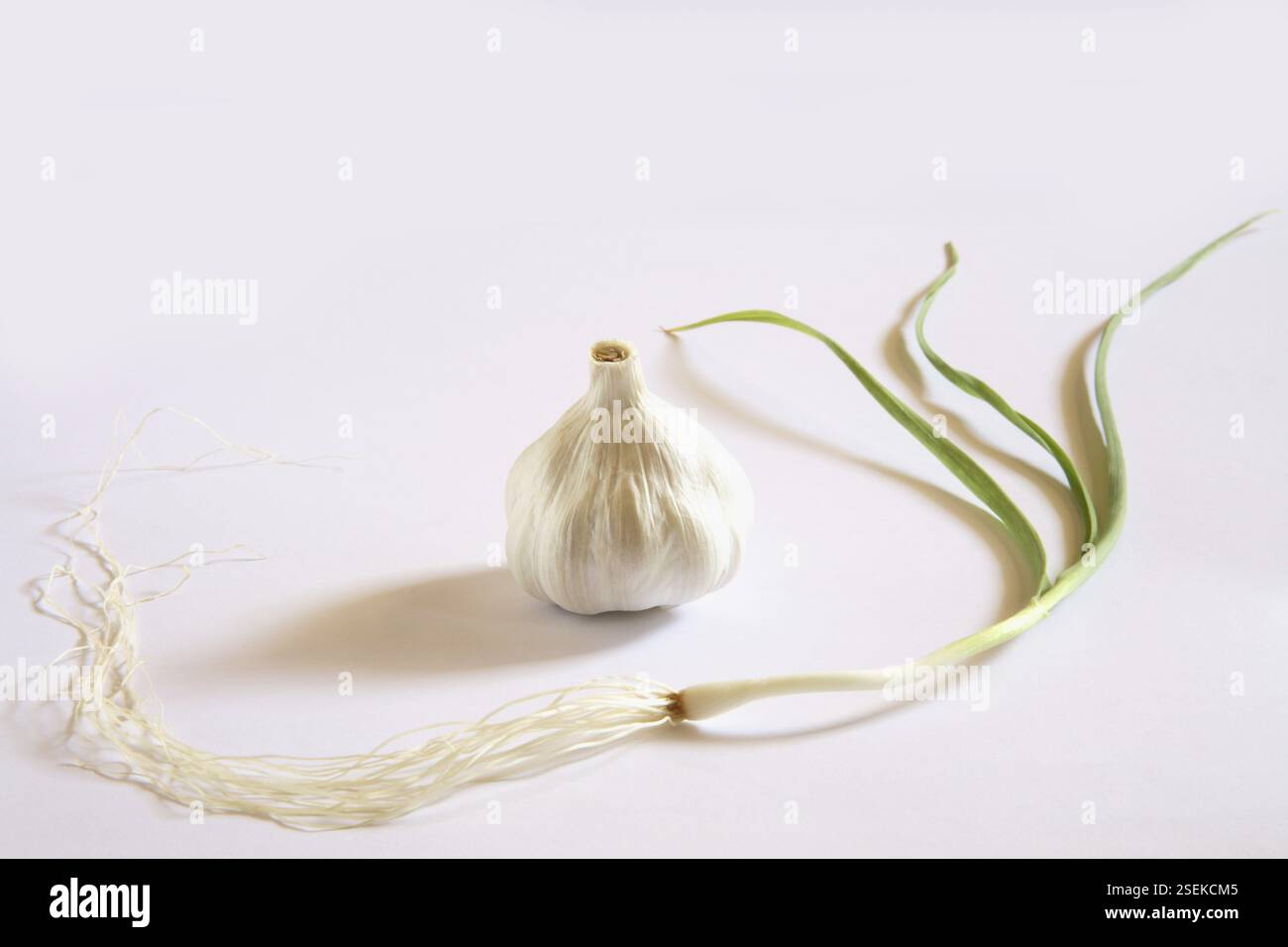Indian spice, fresh green garlic leaves with root and bulbs Lahsun ...