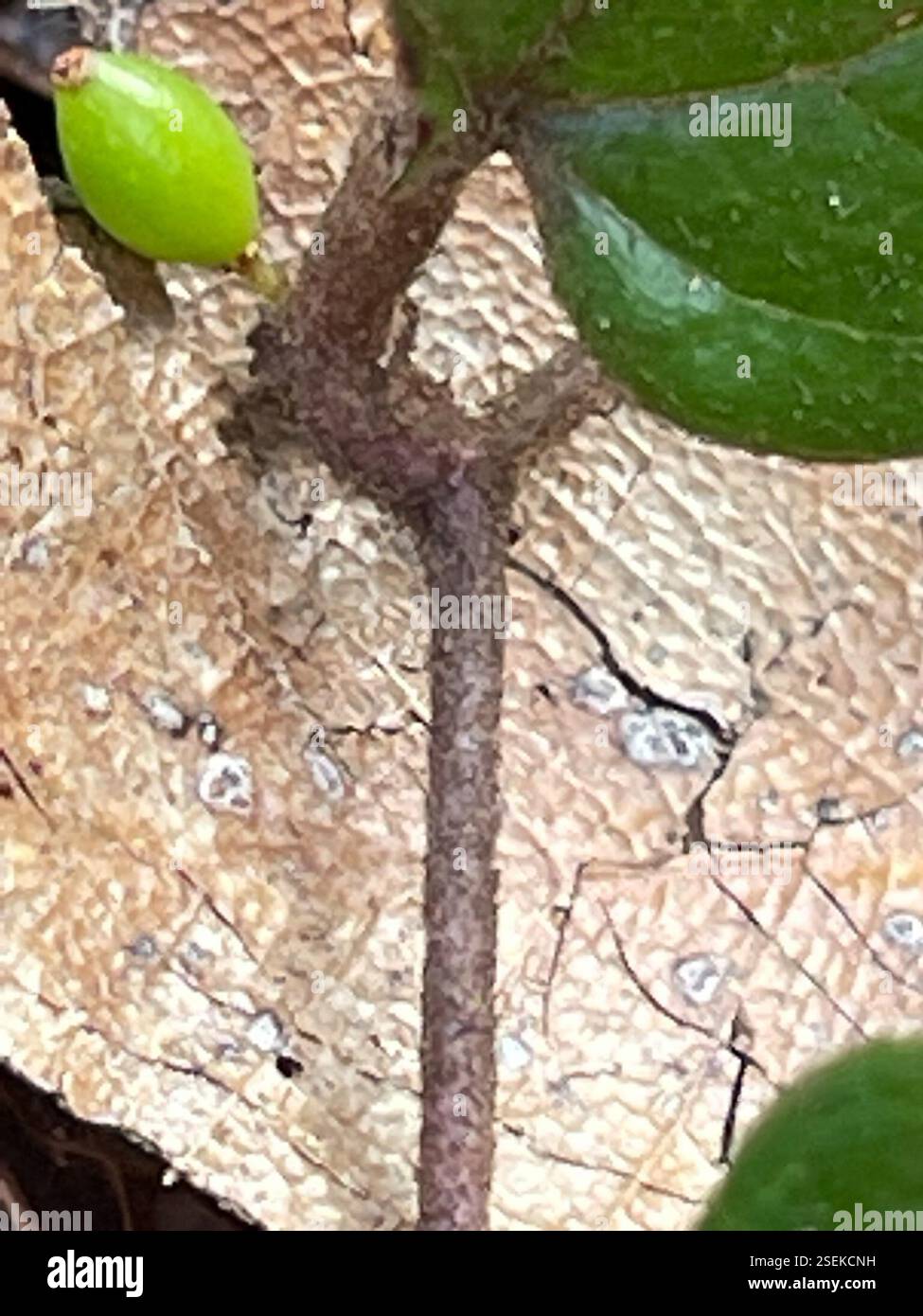 sarsaparilla vine (Smilax pumila), Plantae, Torreya State Park, Bristol ...