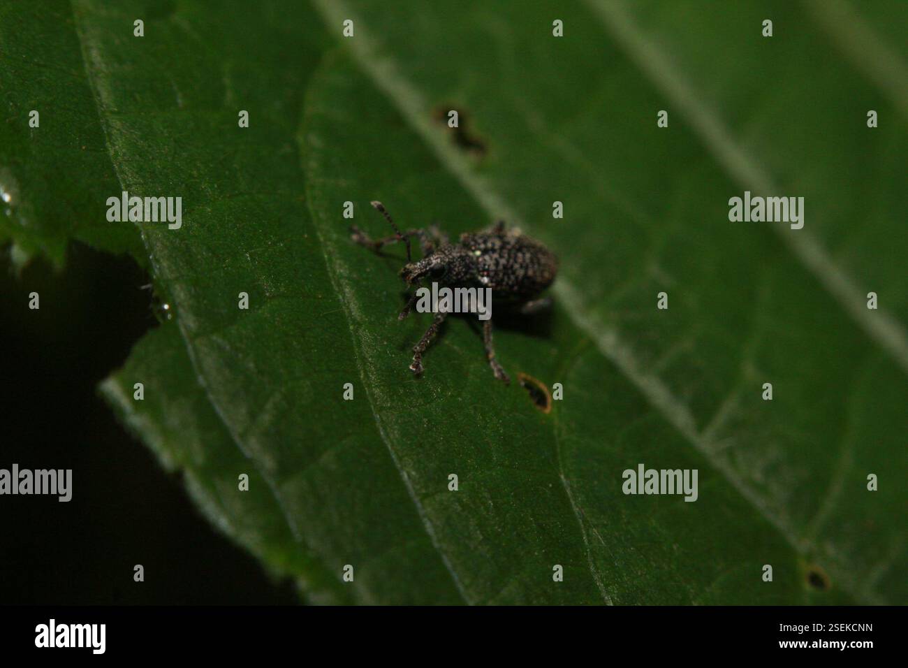 Broad-nosed Weevils (Entiminae), Insecta, Huancabamba District, Peru ...