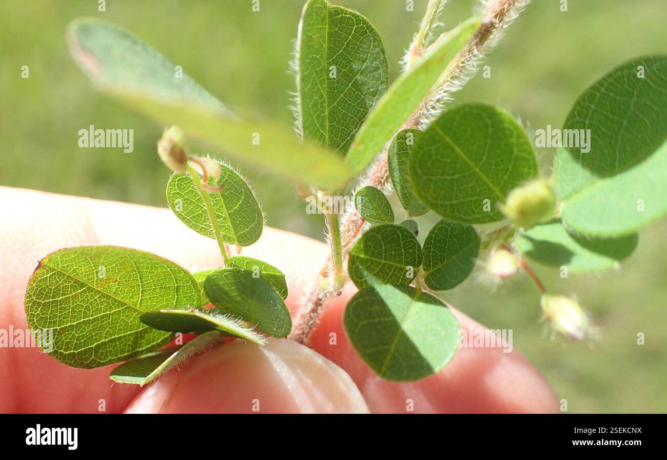 (Grona setigera), Plantae, Mgangeni, Maphephetha, South Africa, Bearing ...